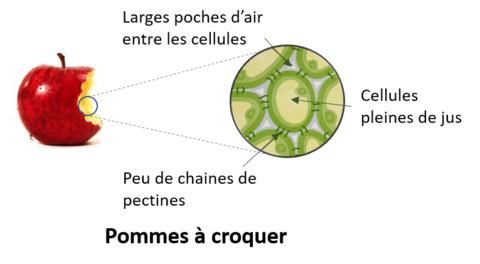 Mangez des pommes ... oui mais lesquelles ? - Je Pense donc Je Cuis